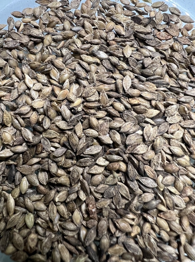 Capim Humidicola (Quicuio) | Agrotech