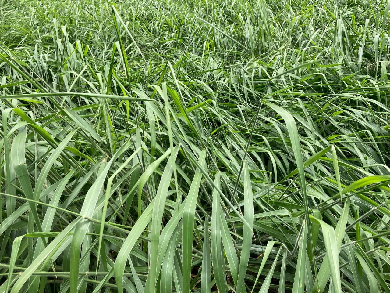Orçamento | Agrotech