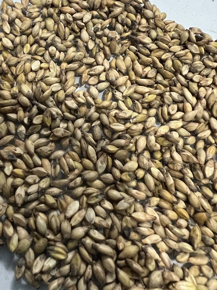 Capim Marandu | Agrotech